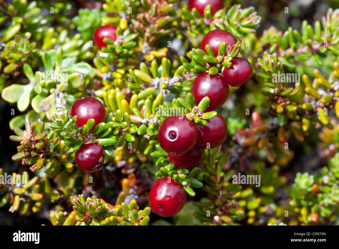 Diddle dee empetrum rubrum fruiting del hi-res stock photography and ...