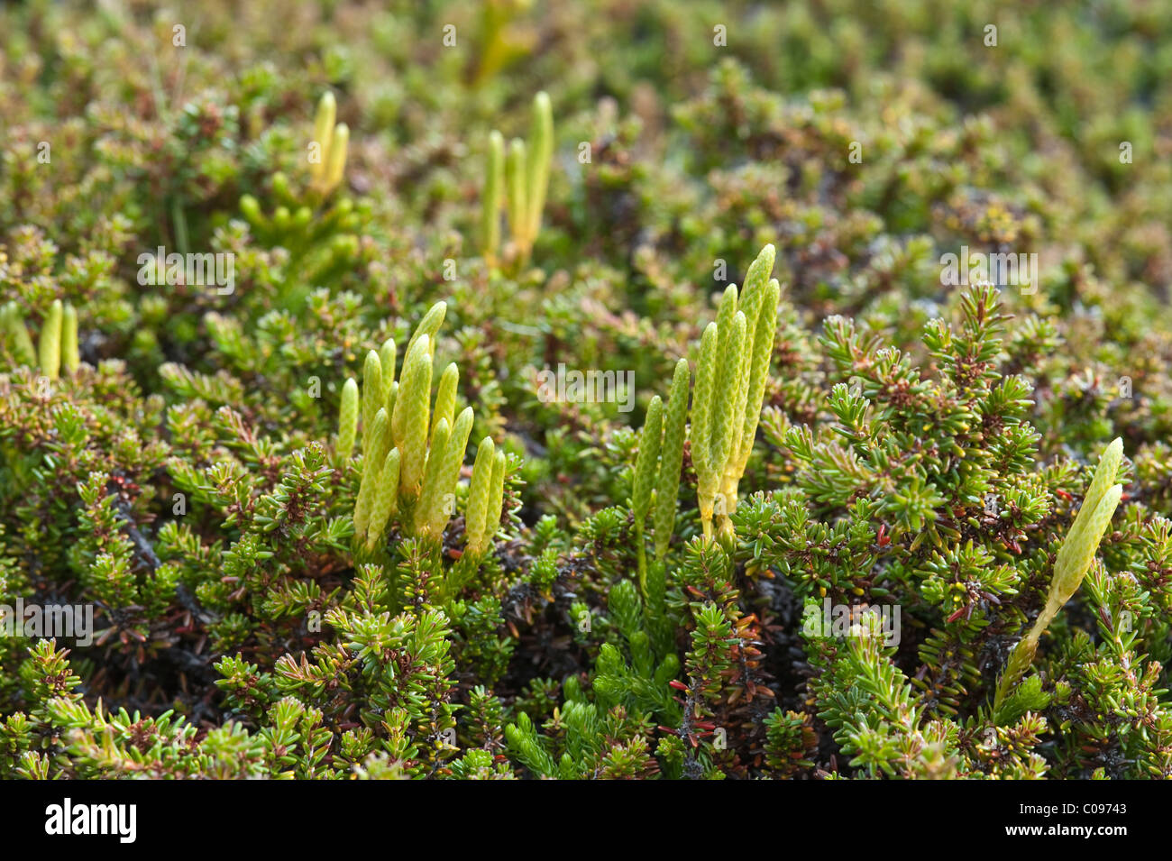 Lycopodium hi-res stock photography and images - Alamy