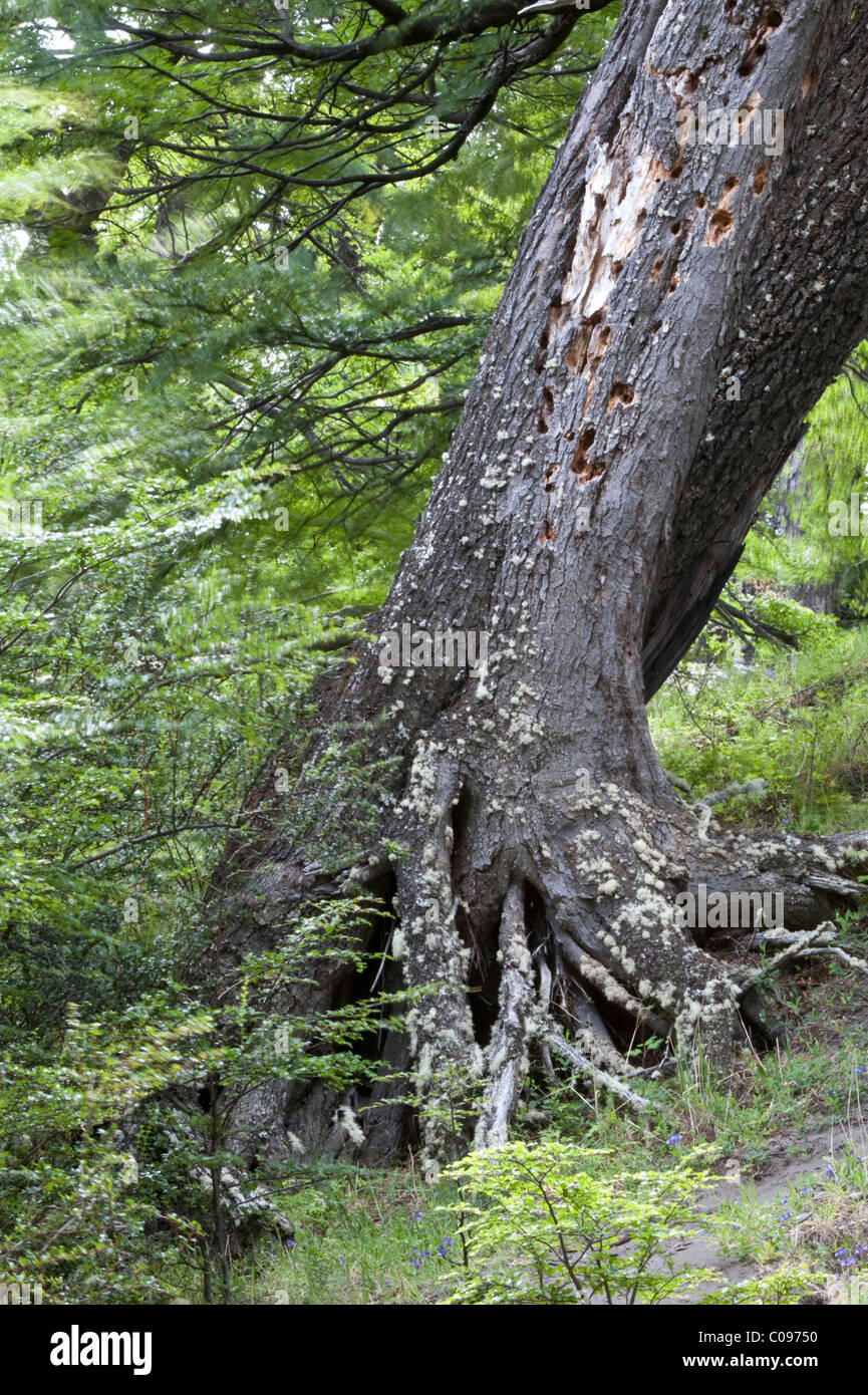 Southern beech (Nothofagus sp.) trunks with woodpecker holes the Torres ...