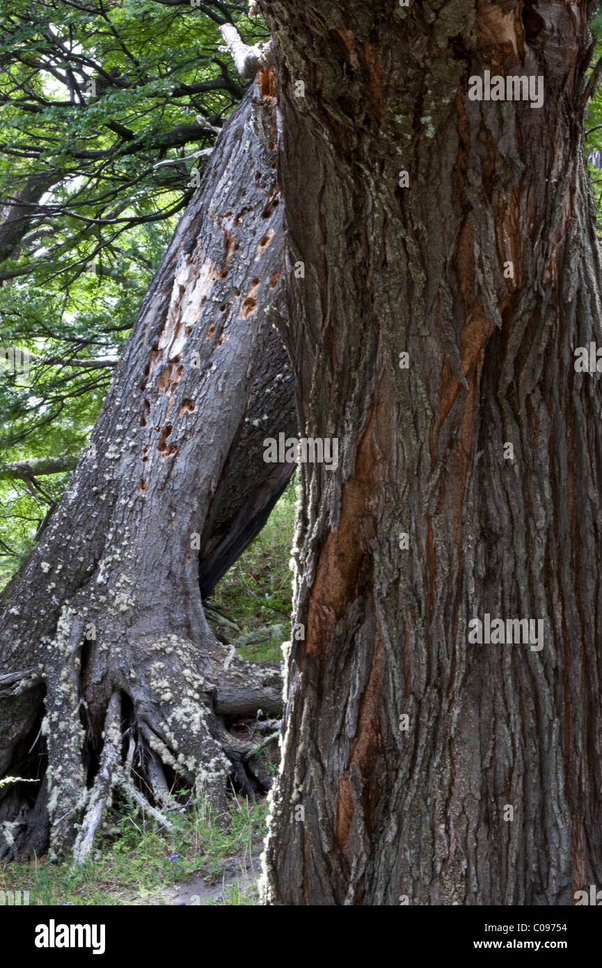 Southern beech (Nothofagus sp.) trunks with woodpecker holes the Torres ...