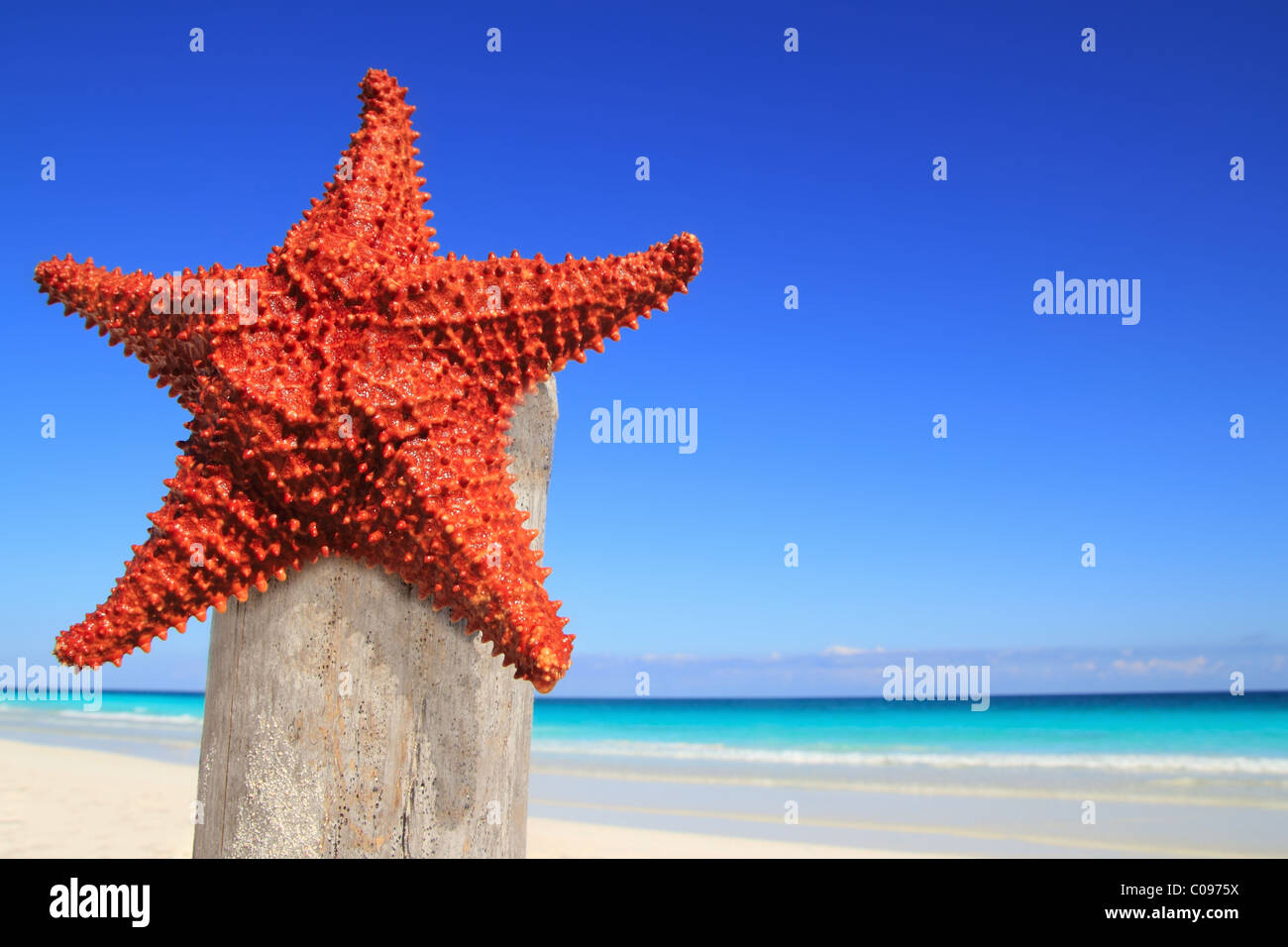 beautiful caribbean starfish on wood pole beach Stock Photo - Alamy