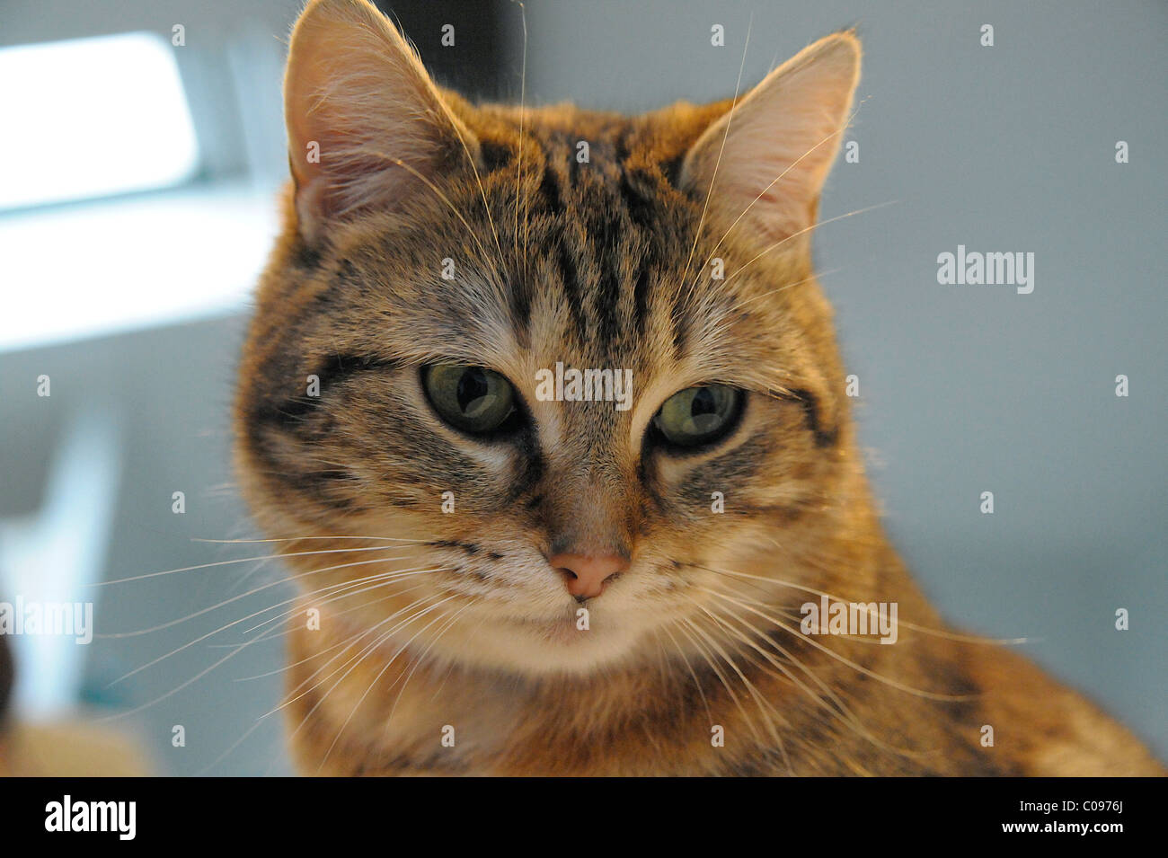 Young female cat Stock Photo - Alamy