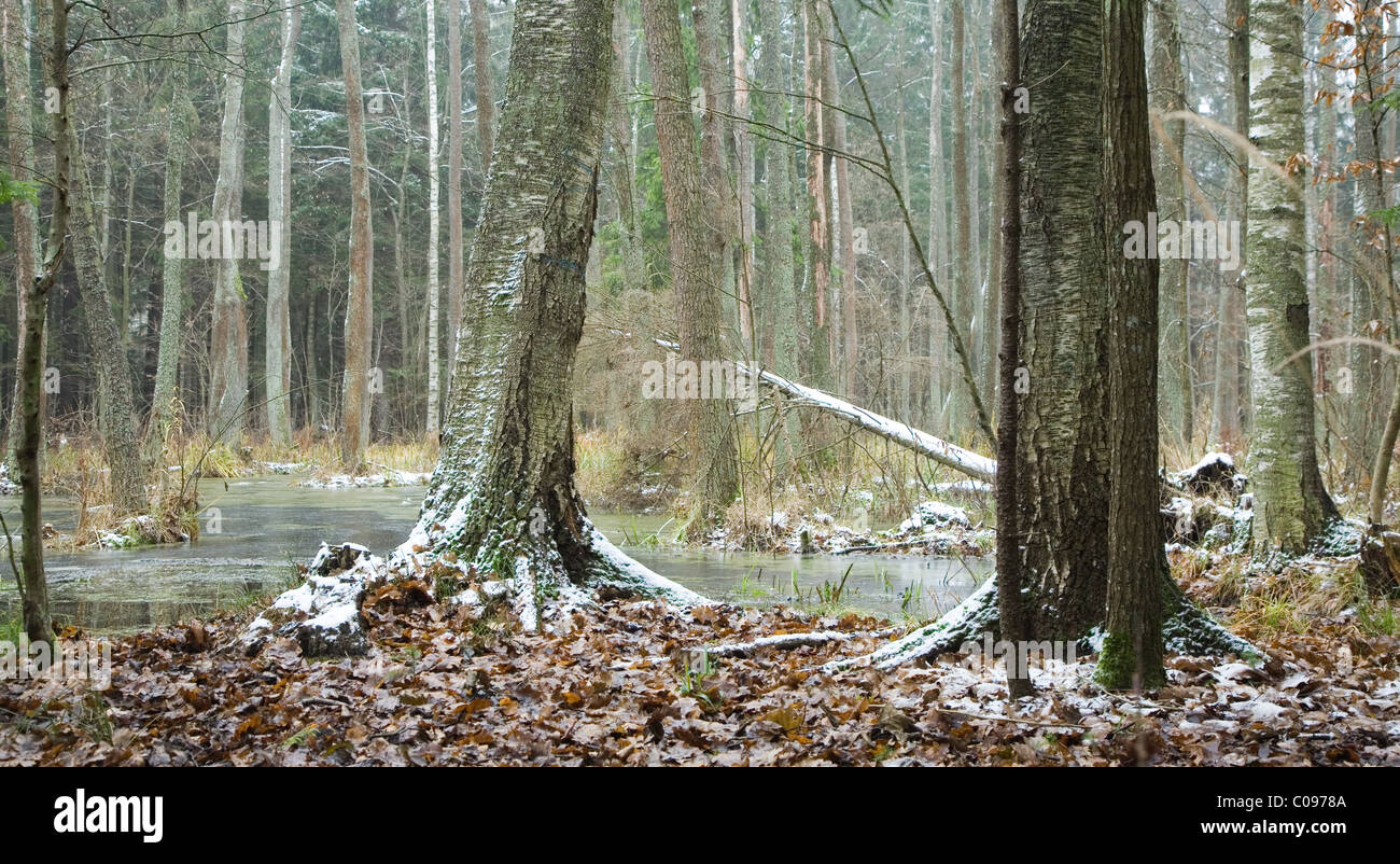 Winter swampy forest with birch tree in foreground Stock Photo - Alamy