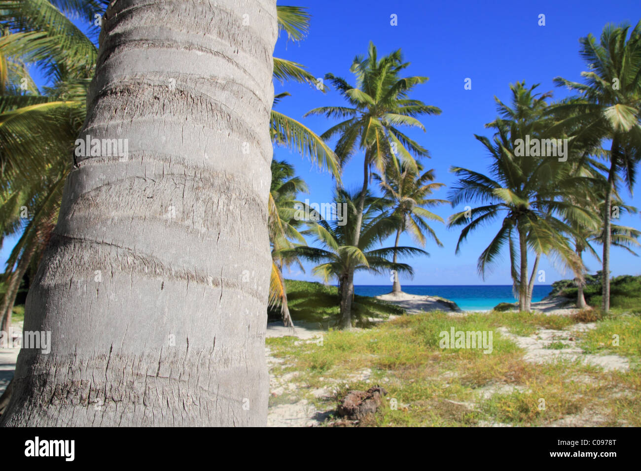 Palm trees in caribbean hi-res stock photography and images - Alamy