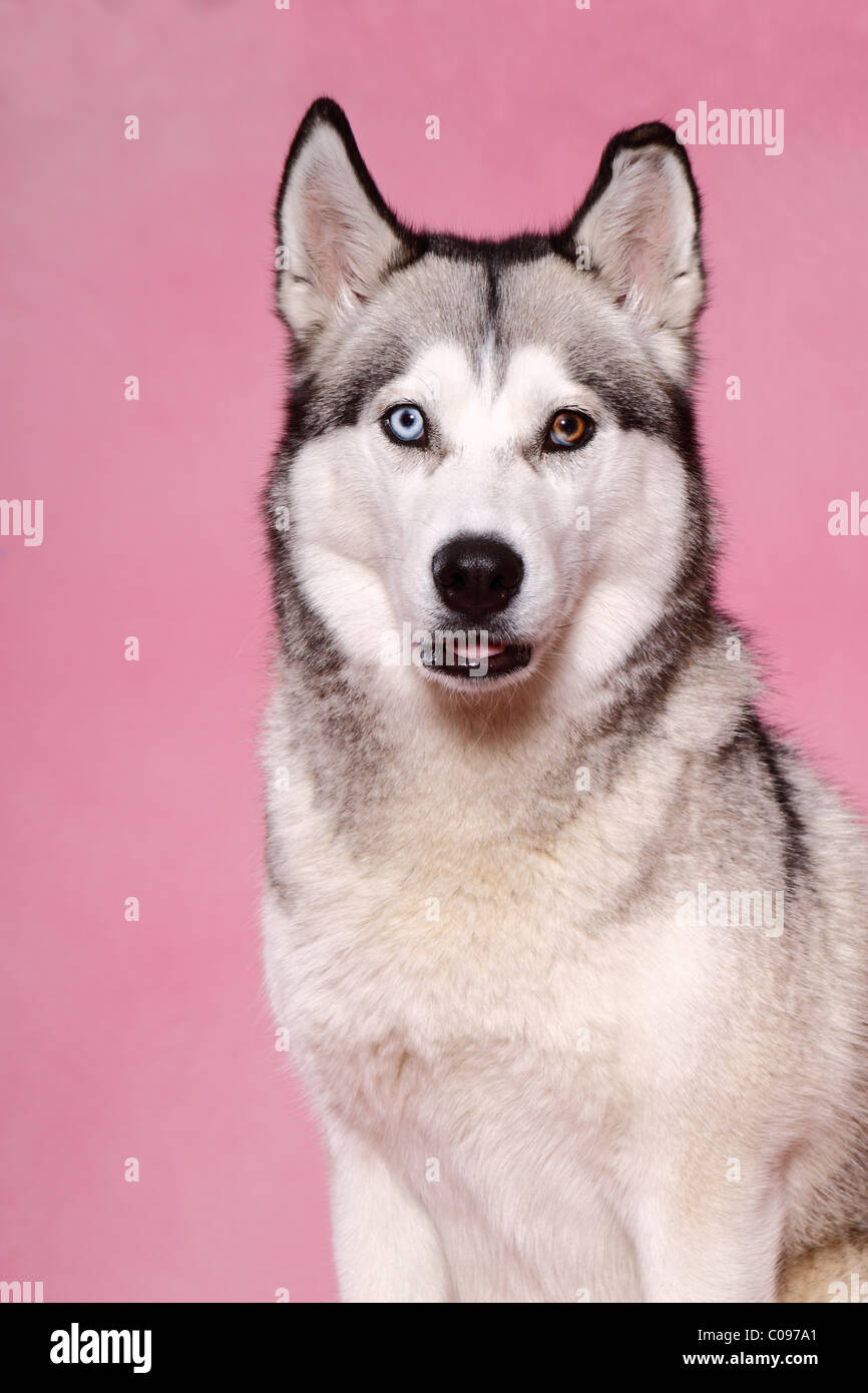 Siberian Husky Portrait Stock Photo - Alamy