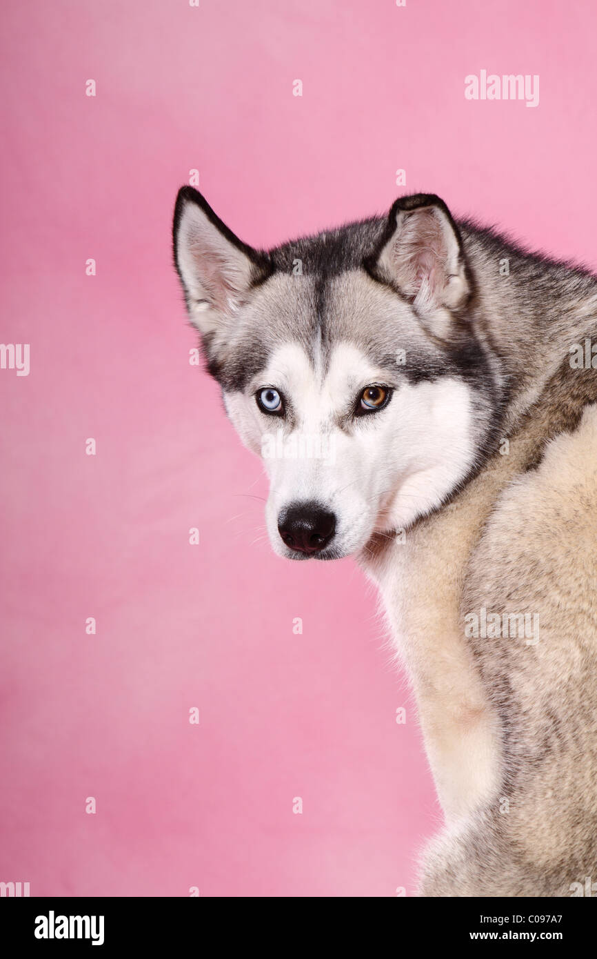 Siberian Husky Portrait Stock Photo - Alamy