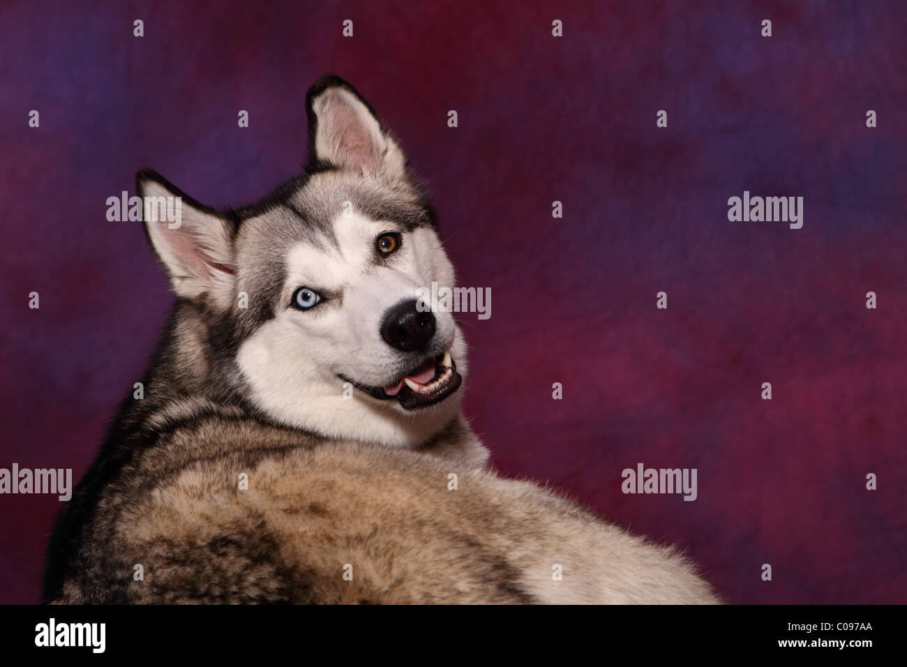 Siberian Husky Portrait Stock Photo - Alamy