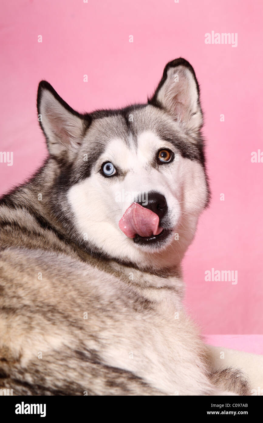 Siberian Husky Portrait Stock Photo - Alamy