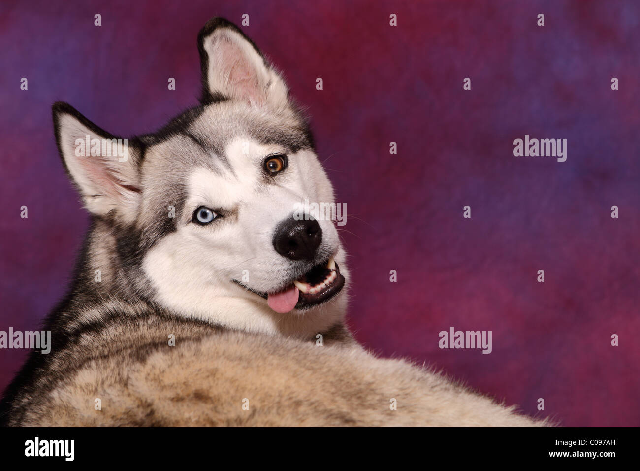 Siberian Husky Portrait Stock Photo - Alamy
