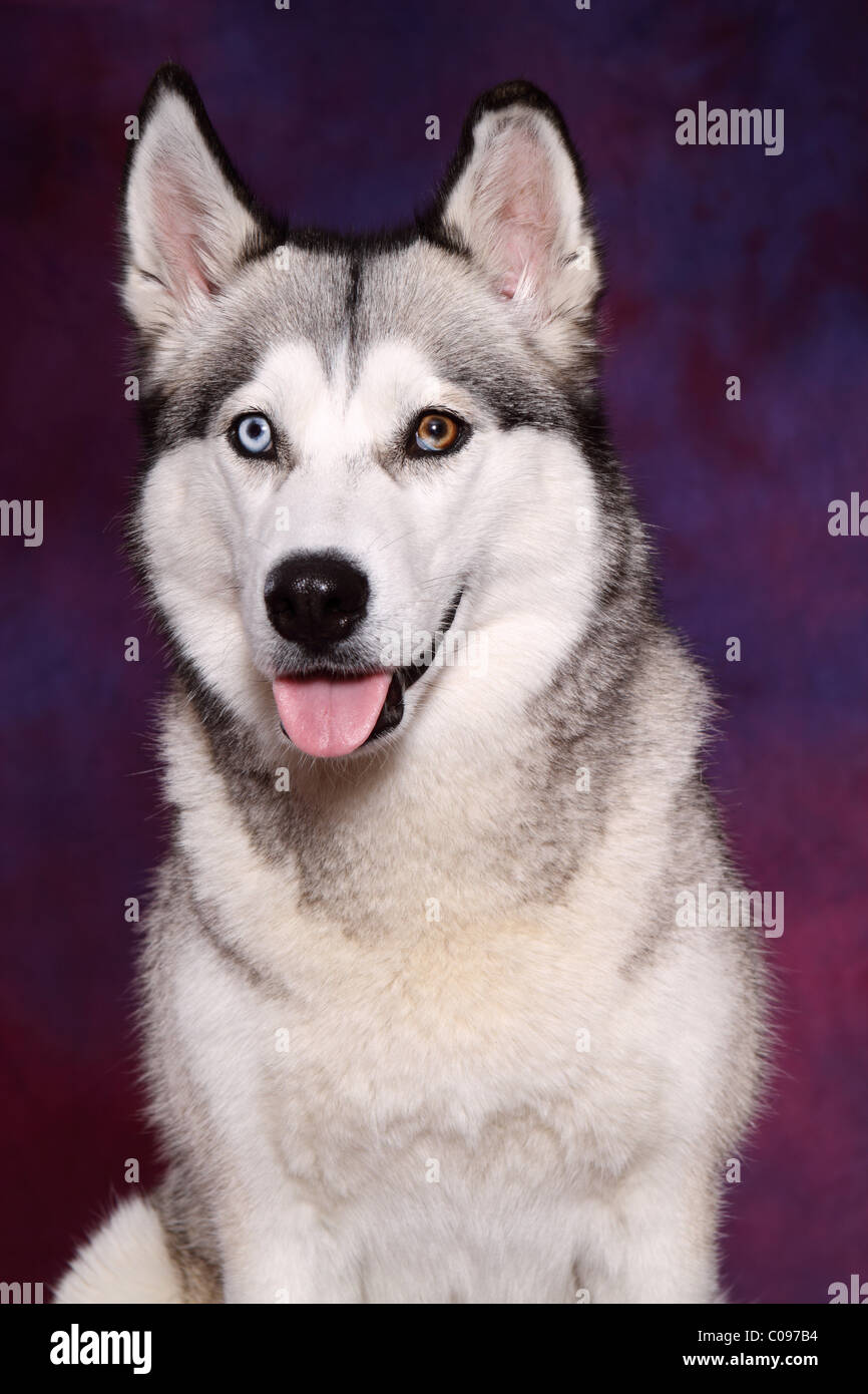 Siberian Husky Portrait Stock Photo - Alamy