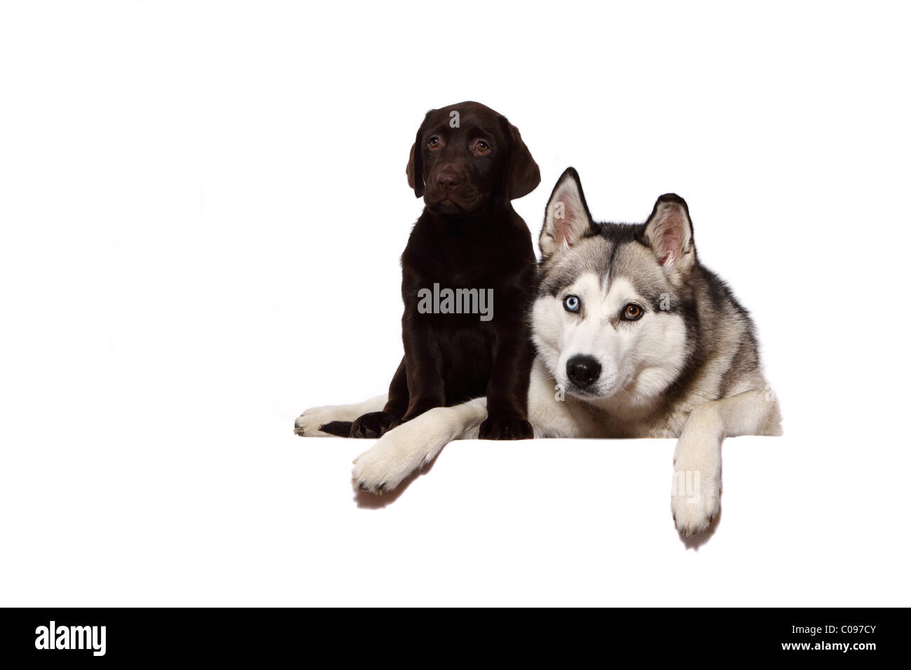 Siberian Husky and Labrador Retriever Stock Photo - Alamy