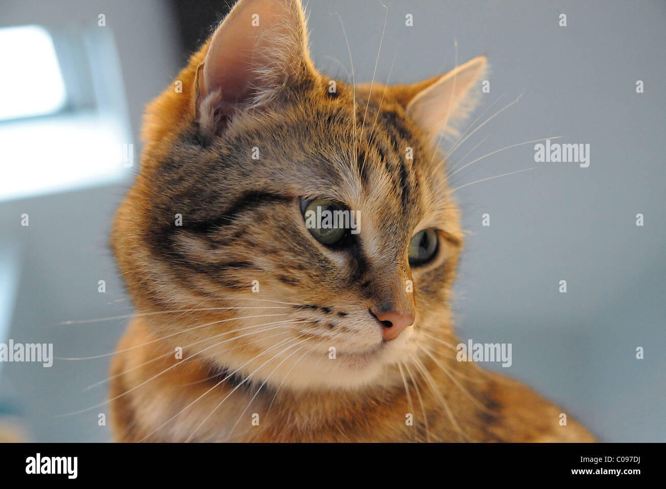 Young female cat Stock Photo - Alamy