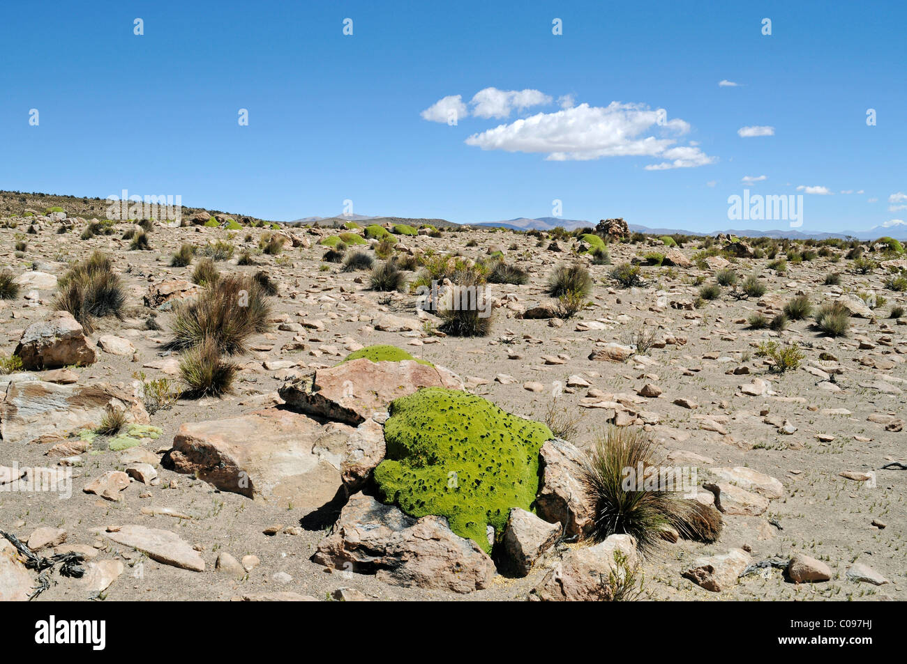 Yareta or Llareta (Azorella compacta), typical plant, vegetation, rocks ...