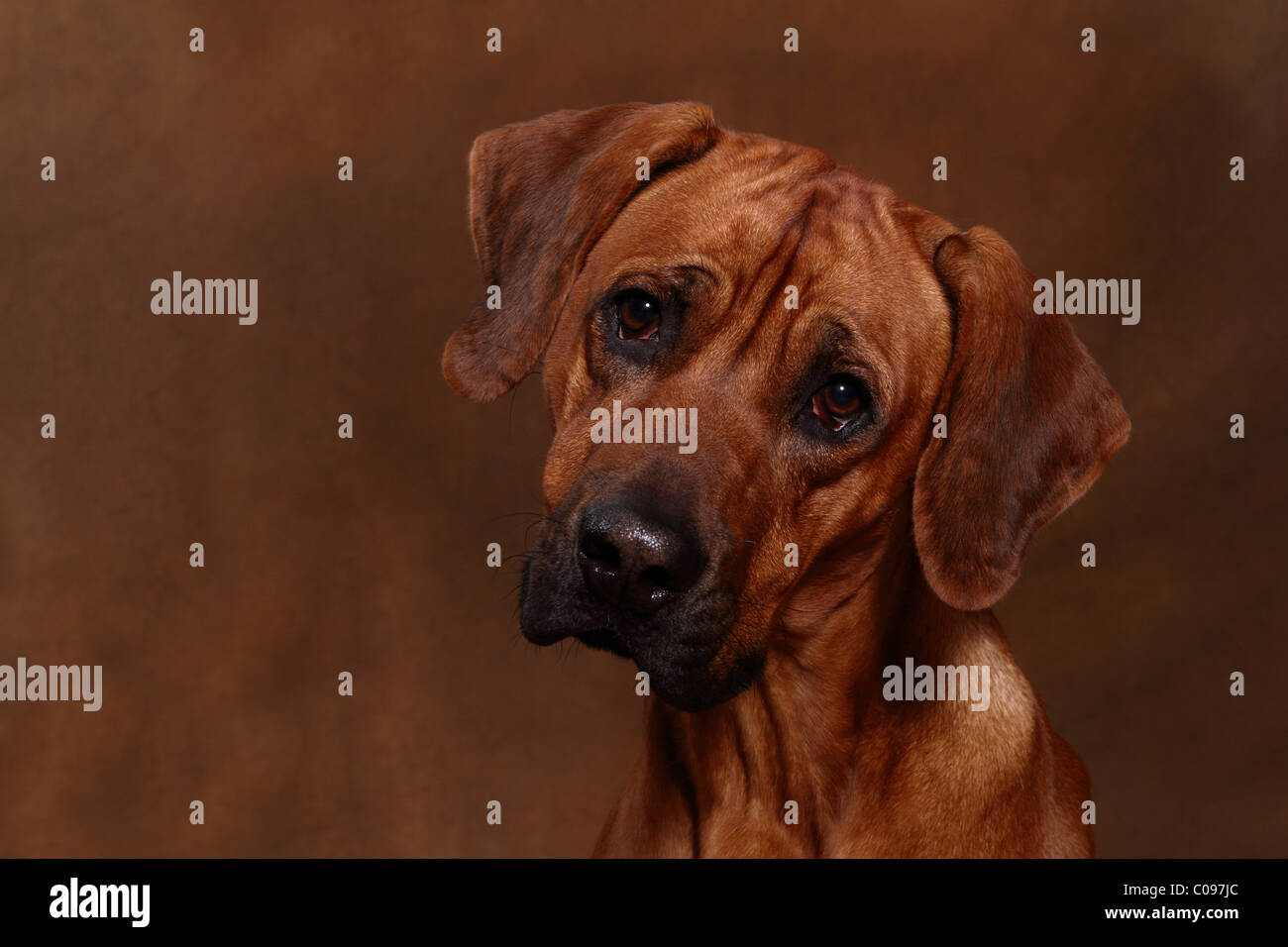 Rhodesian Ridgeback Portrait Stock Photo - Alamy