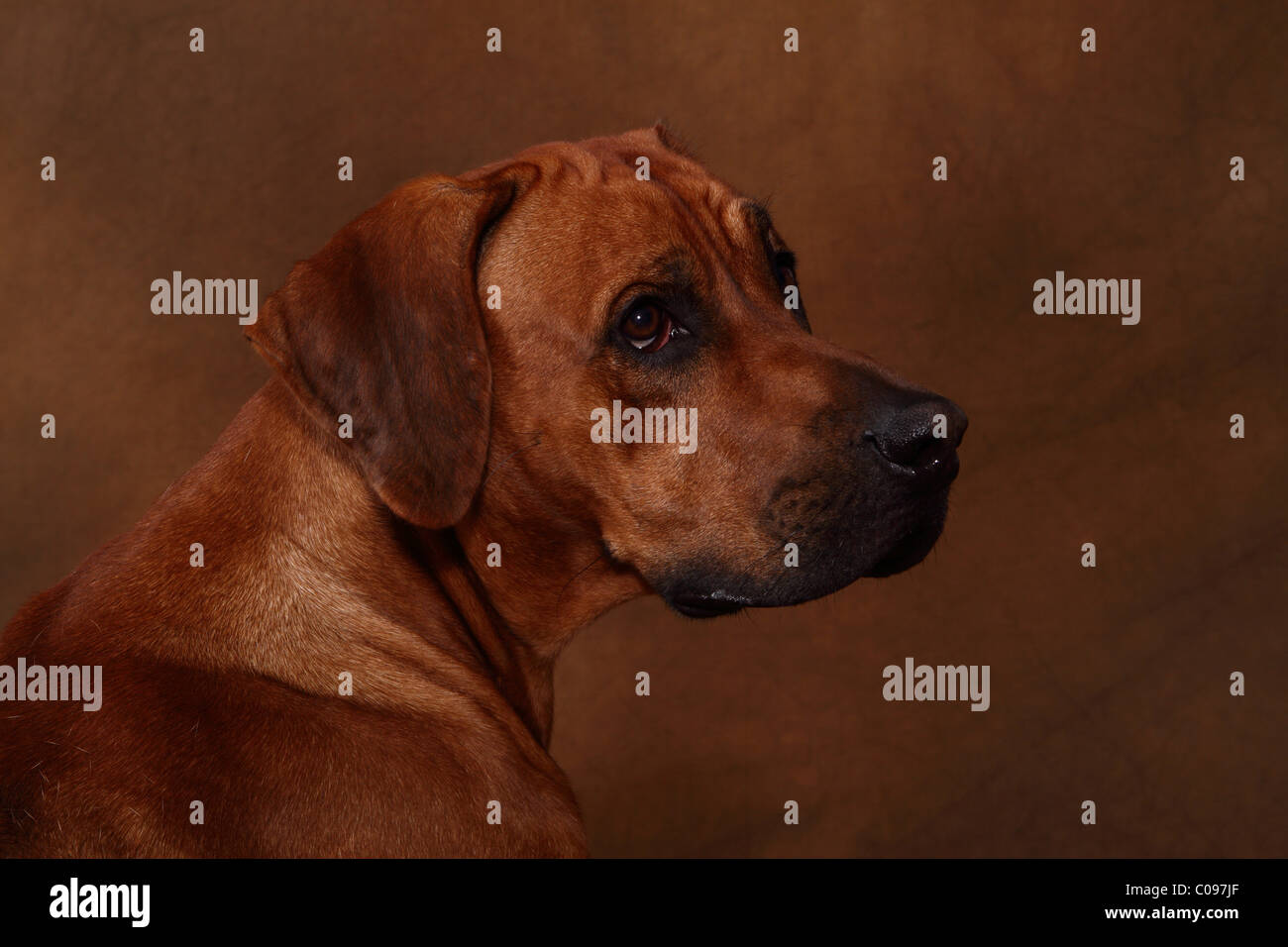 Rhodesian Ridgeback Portrait Stock Photo - Alamy