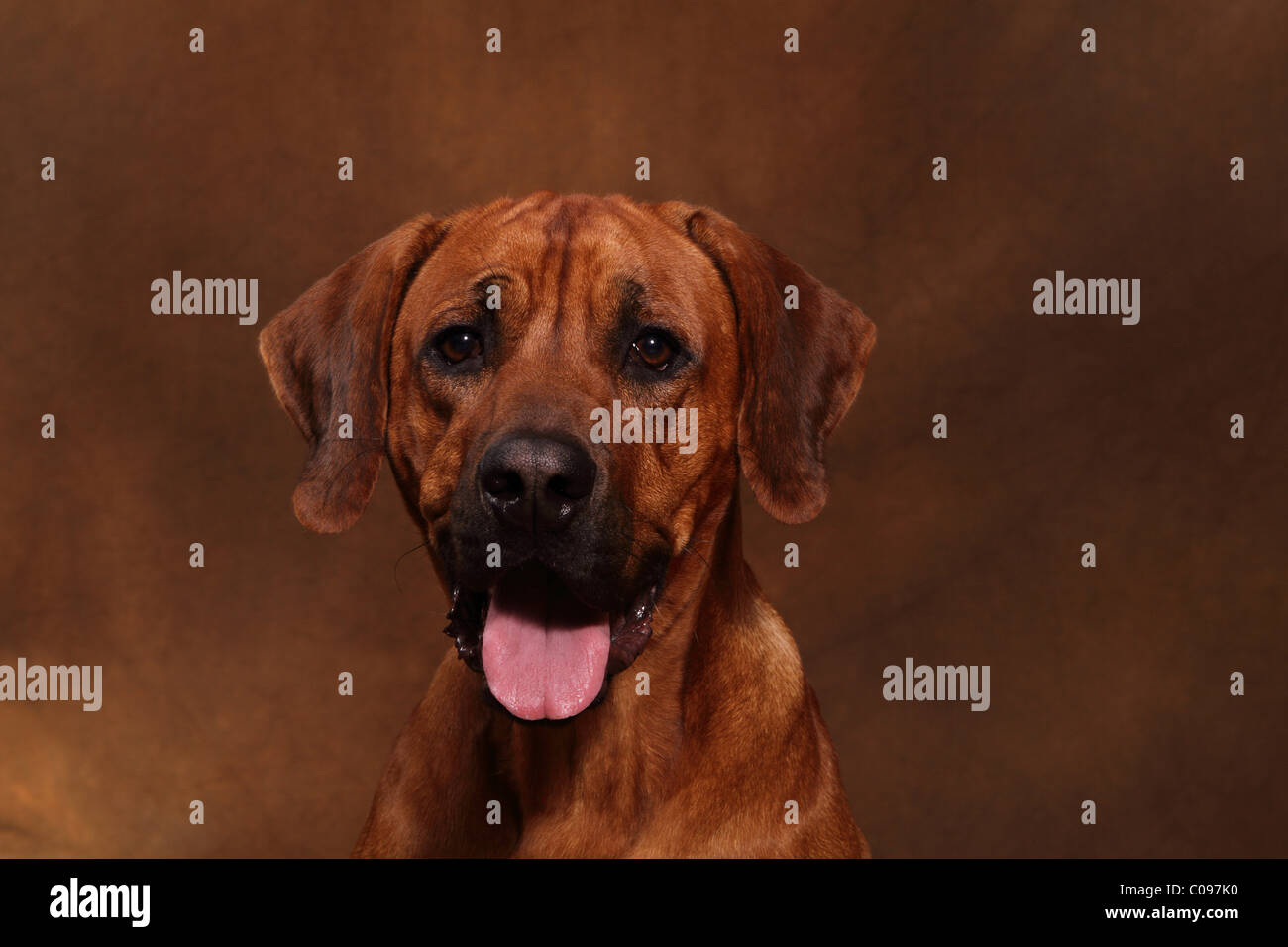 Rhodesian Ridgeback Portrait Stock Photo - Alamy