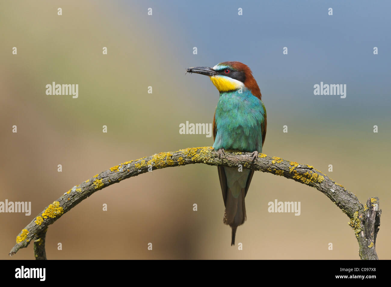 King of the eater hi-res stock photography and images - Alamy