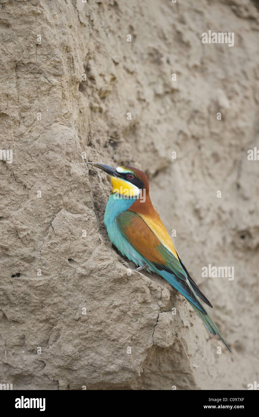 Merop hi-res stock photography and images - Alamy