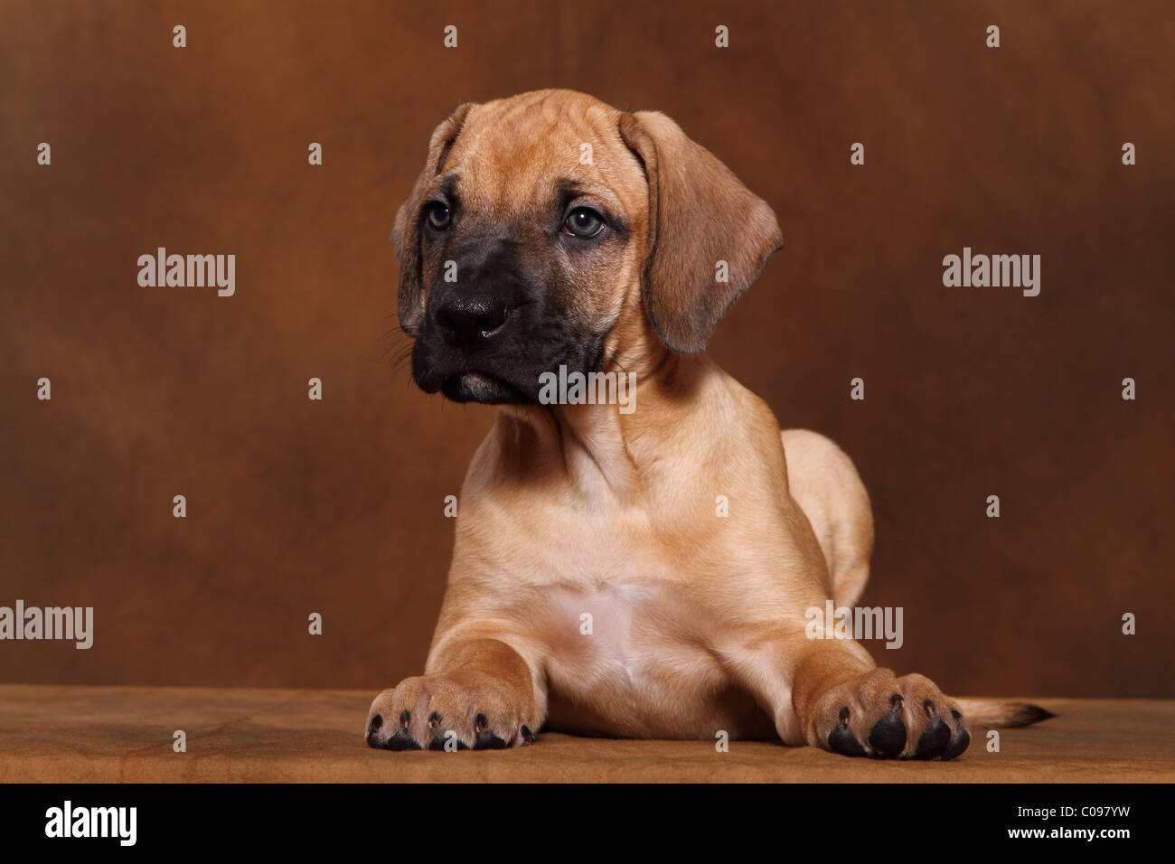 Dogo laying hi-res stock photography and images - Alamy