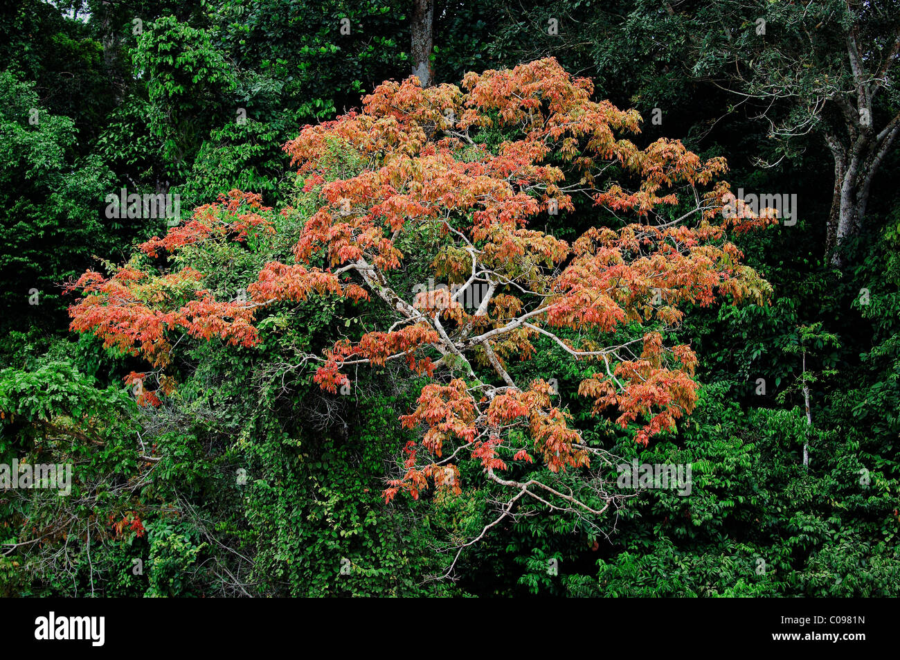 Congo rainforest tree hi-res stock photography and images - Alamy