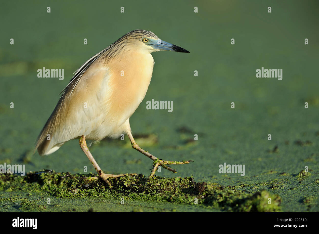 Squacco Heron (Ardeola ralloides Stock Photo - Alamy