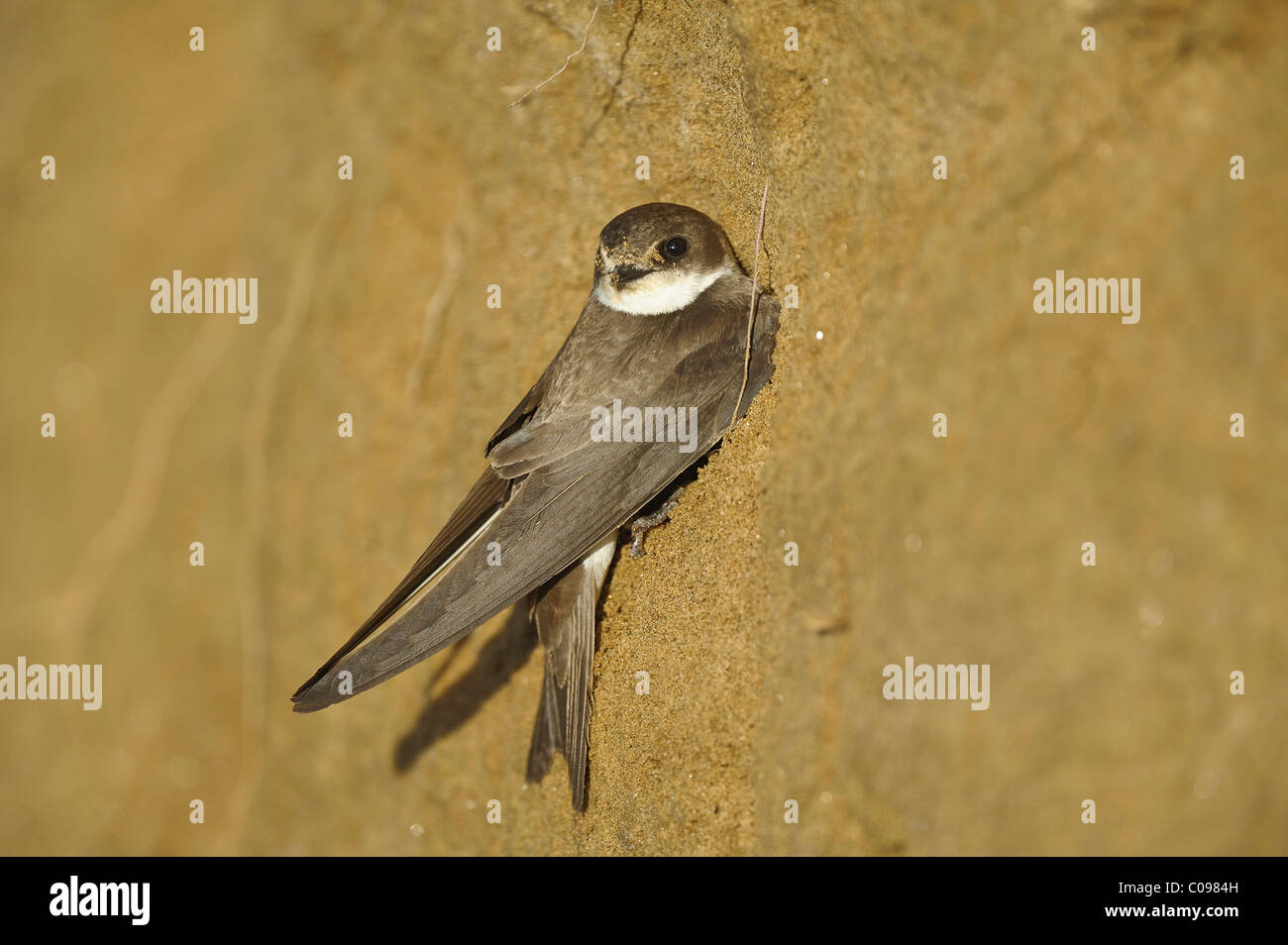 Sand Martin (Riparia riparia Stock Photo - Alamy