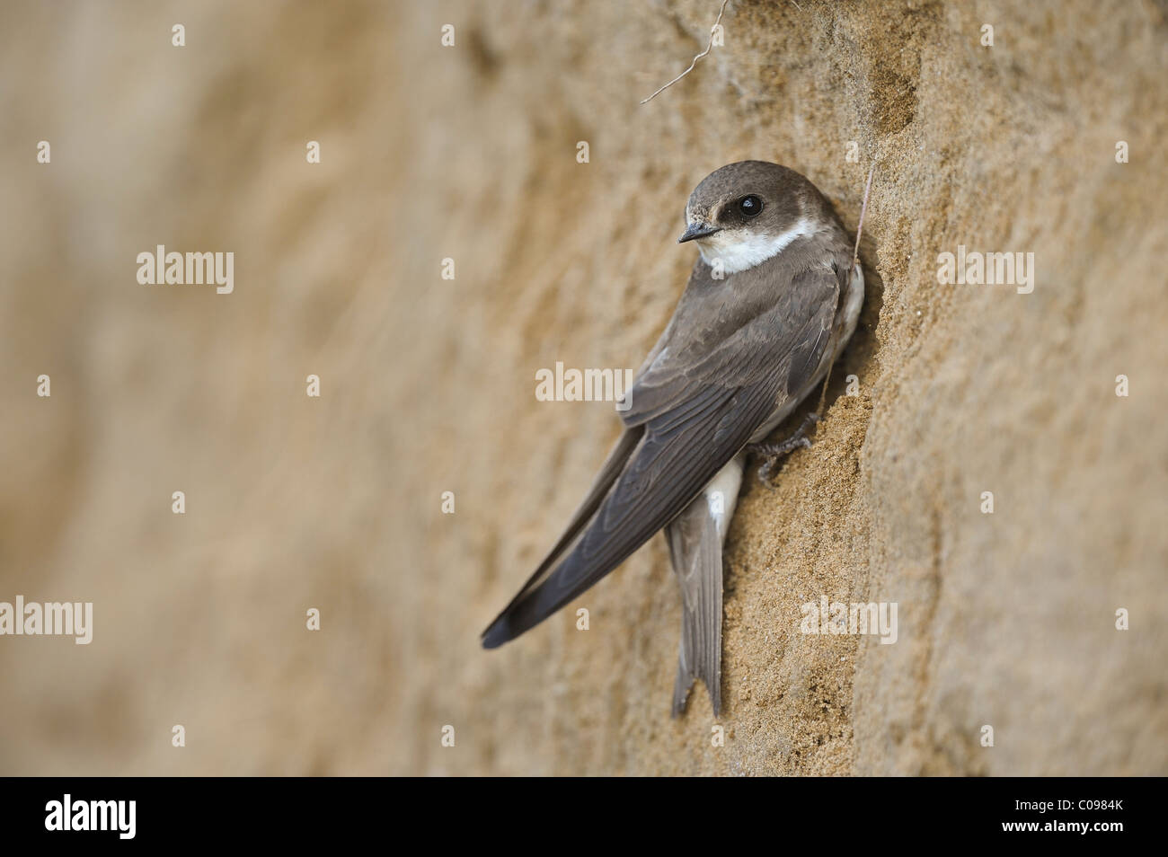 Sand Martin (Riparia riparia Stock Photo - Alamy