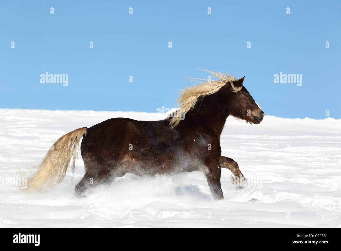 galloping black forest coldblood Stock Photo - Alamy