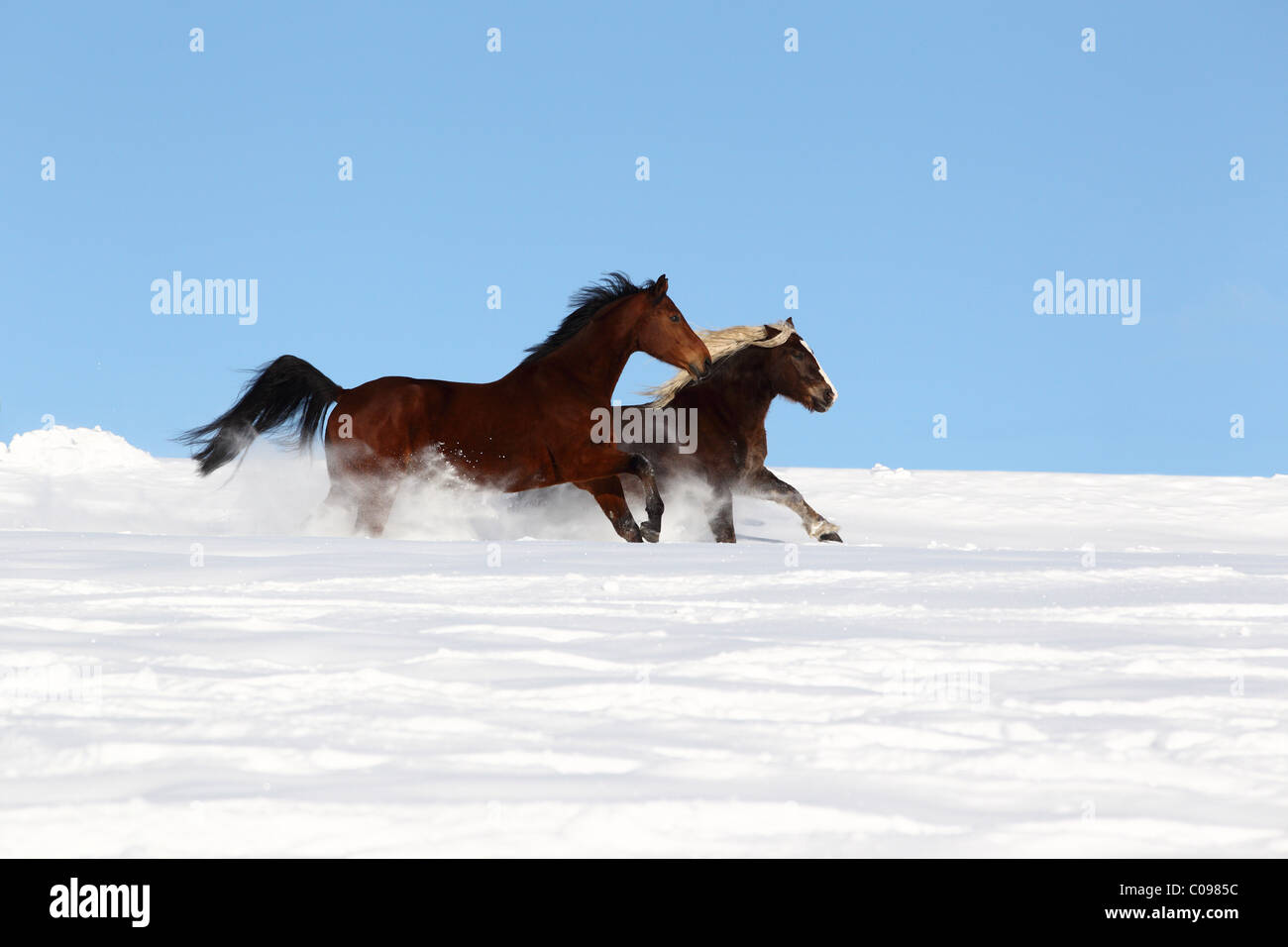 Two horses galloping hi-res stock photography and images - Alamy