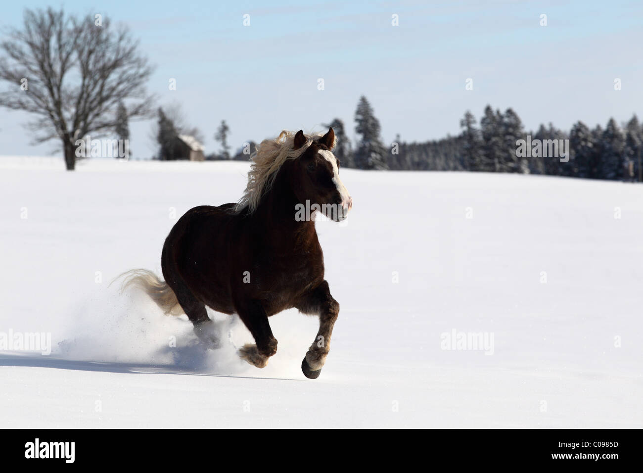 Black forest cold blood hi-res stock photography and images - Alamy
