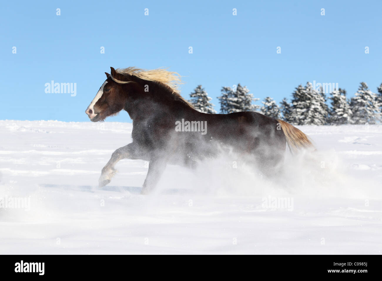 galloping black forest coldblood Stock Photo - Alamy