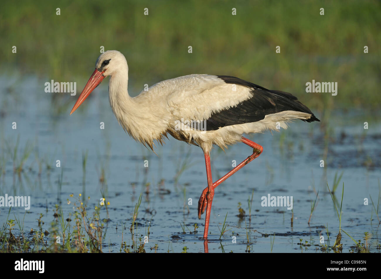 White Stork (Ciconia ciconia Stock Photo - Alamy