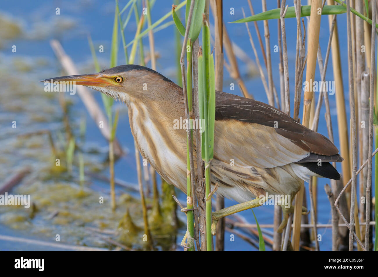Female bittern hi-res stock photography and images - Alamy
