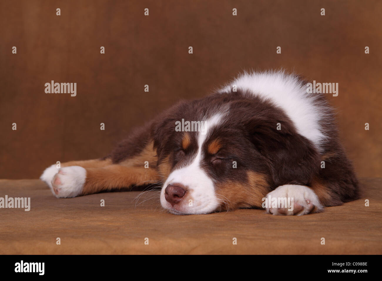 Australian shepherd puppy sleeping hi-res stock photography and images ...