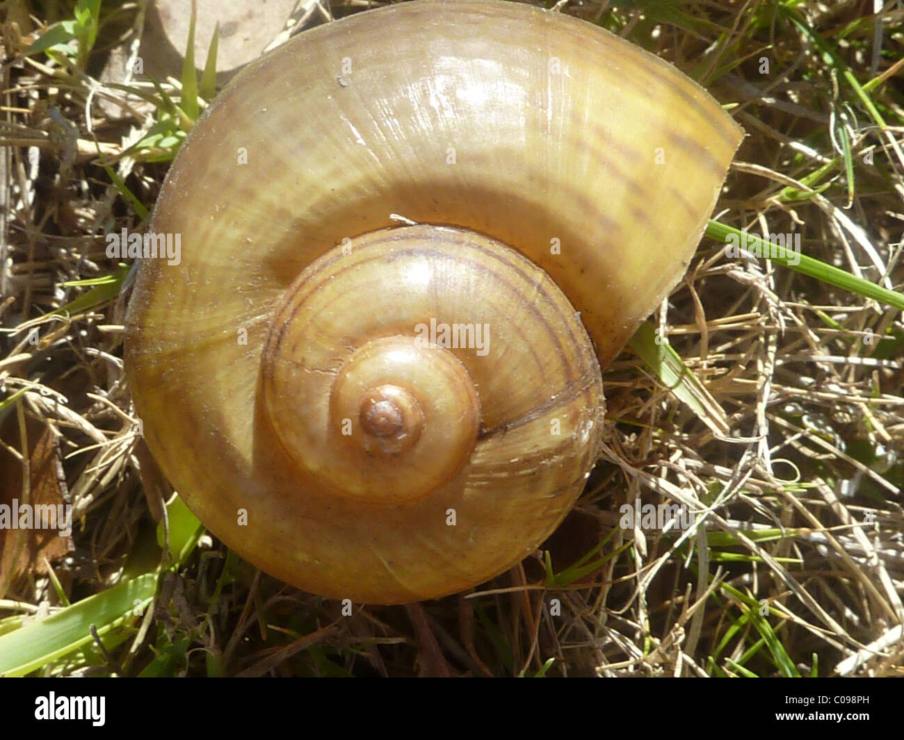Curl shell hi-res stock photography and images - Alamy