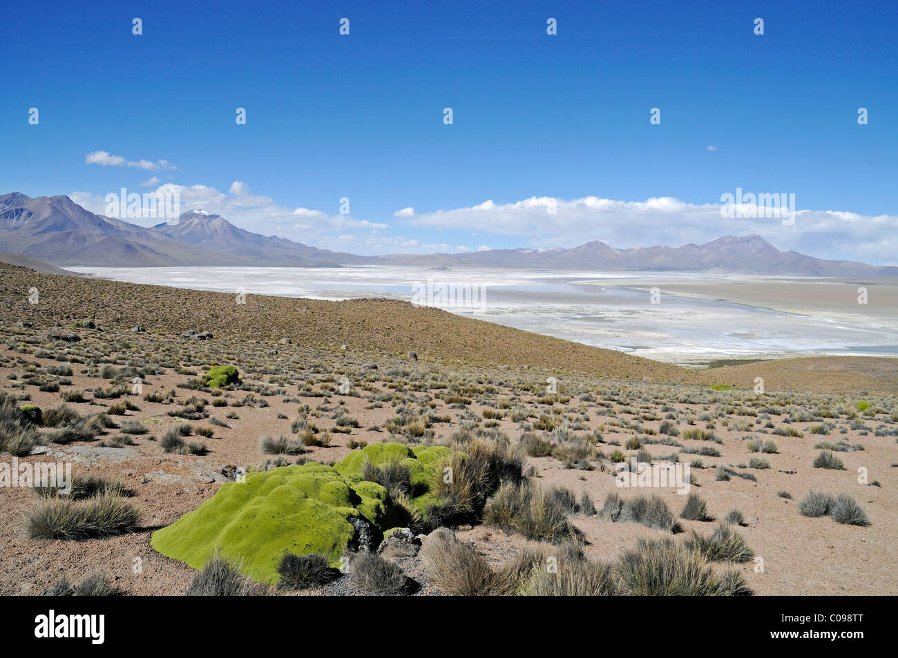 Yareta or Llareta (Azorella compacta), typical plant, vegetation ...