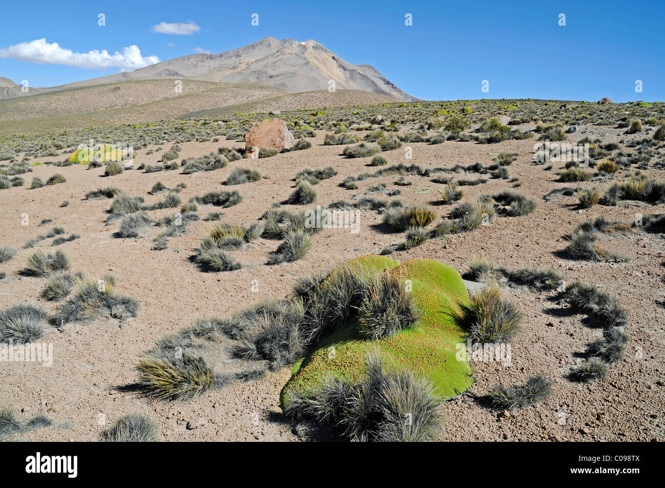 Yareta or Llareta (Azorella compacta), typical plant, vegetation ...