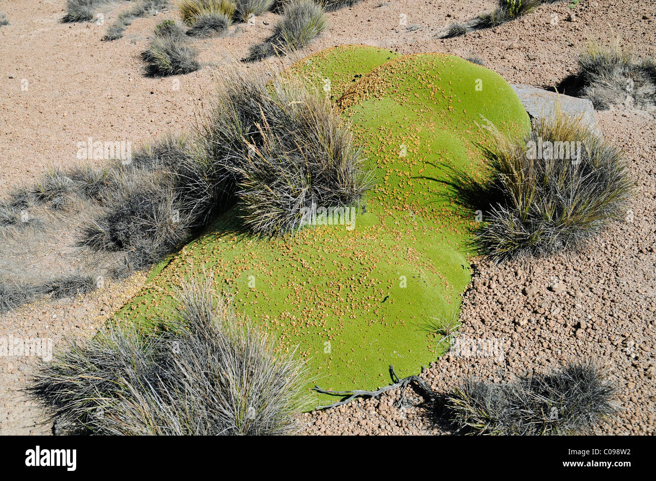 Yareta or Llareta (Azorella compacta), typical plant, vegetation ...