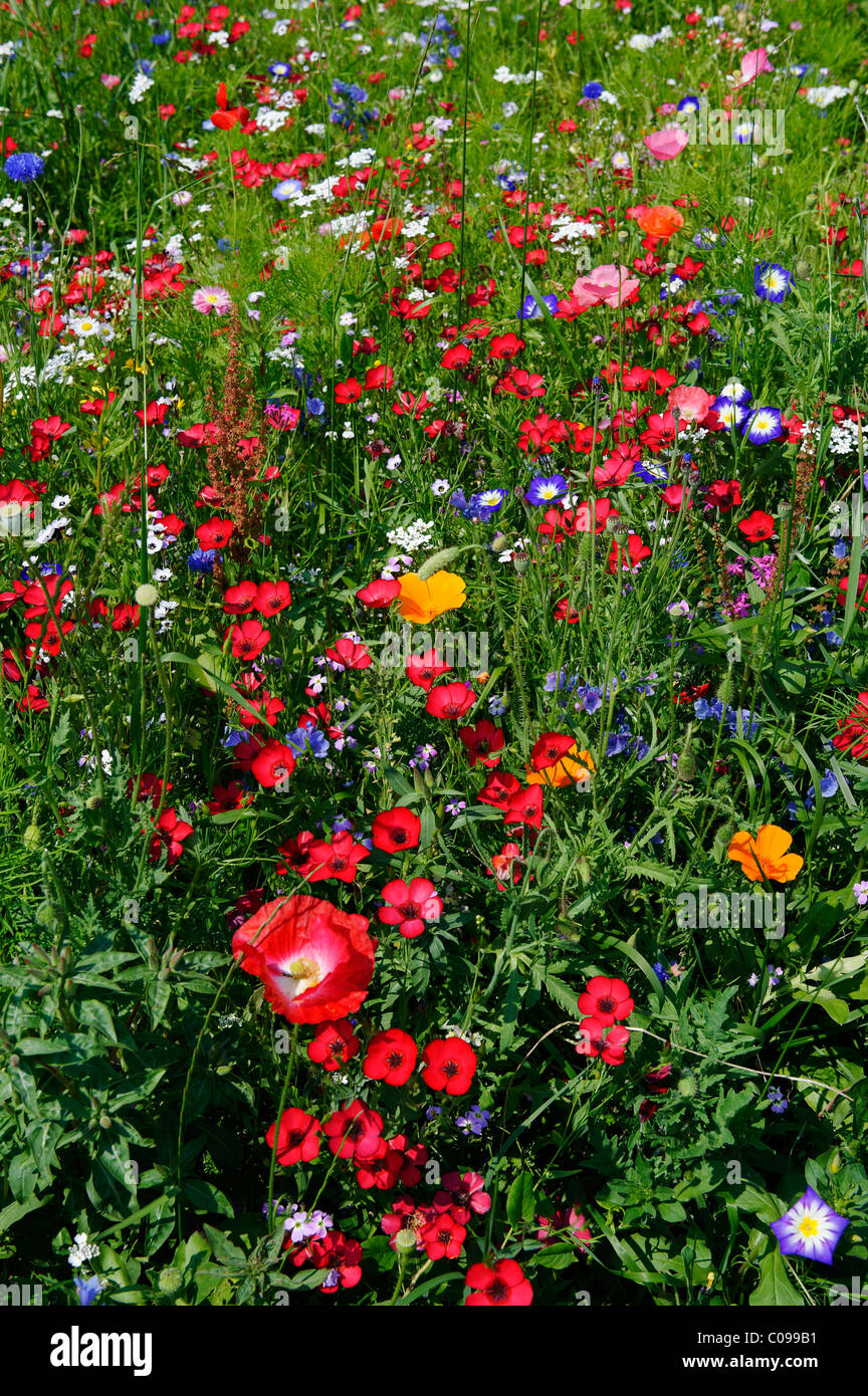 Blooming, colourful flowers, wild flowers, bee pasture Stock Photo - Alamy