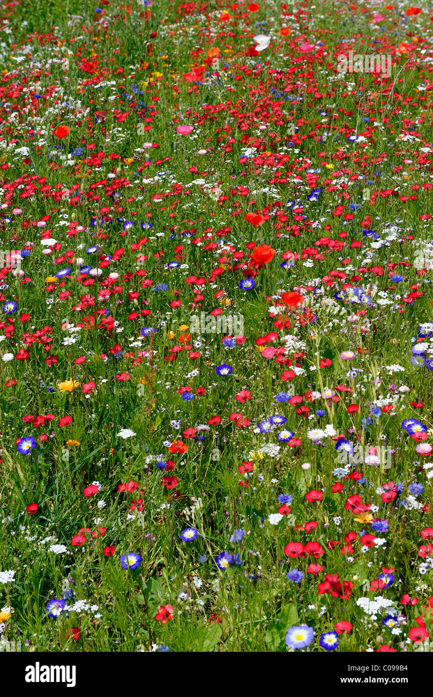 Colourful wild flowers hi-res stock photography and images - Alamy