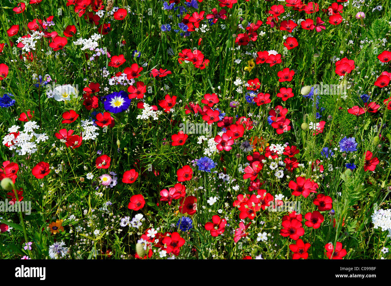 Blooming, colourful flowers, wild flowers, bee pasture Stock Photo - Alamy