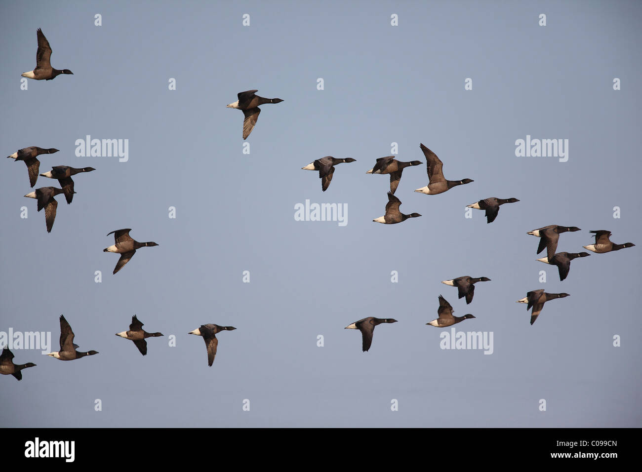 Brant geese (Branta bernicla) in flight, Texel, Netherlands, Europe ...
