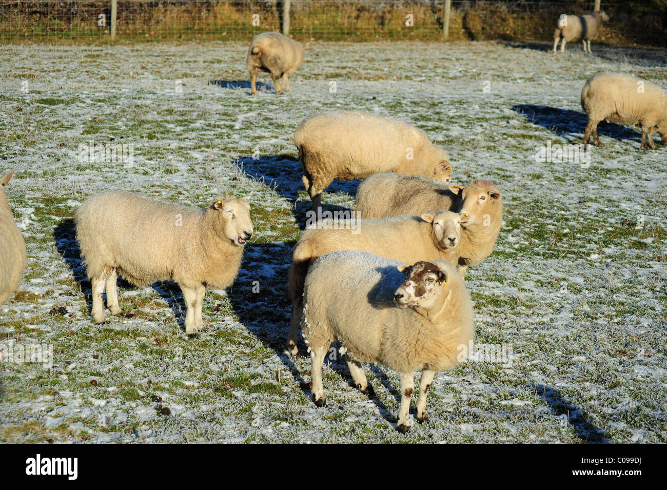 Photo of local sheep Stock Photo - Alamy