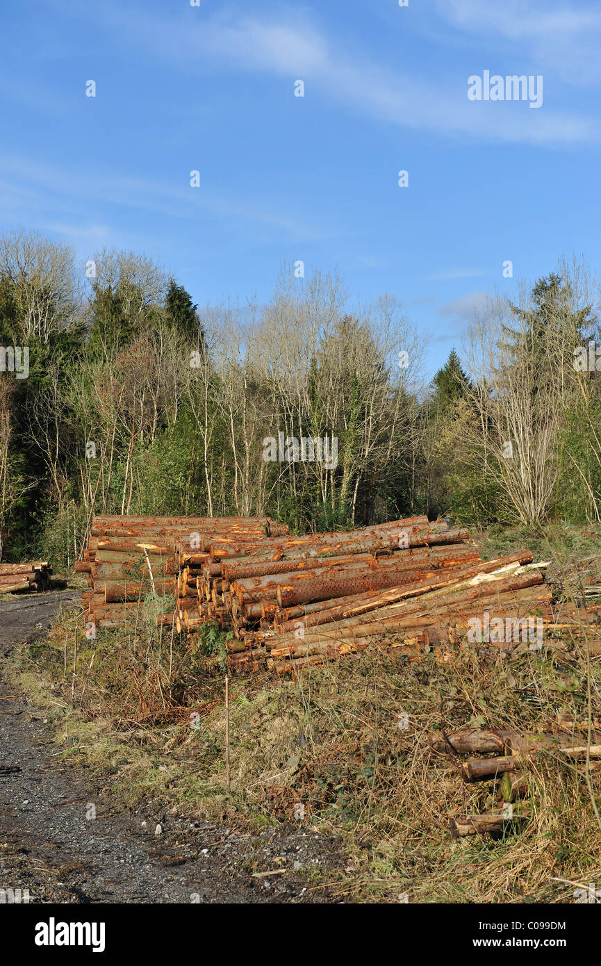 Spruce Timber Logging in the forest Stock Photo - Alamy