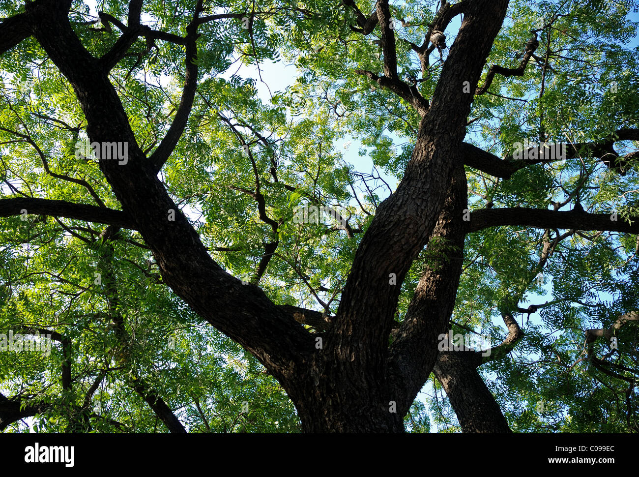 Gulmohar tree hi-res stock photography and images - Alamy