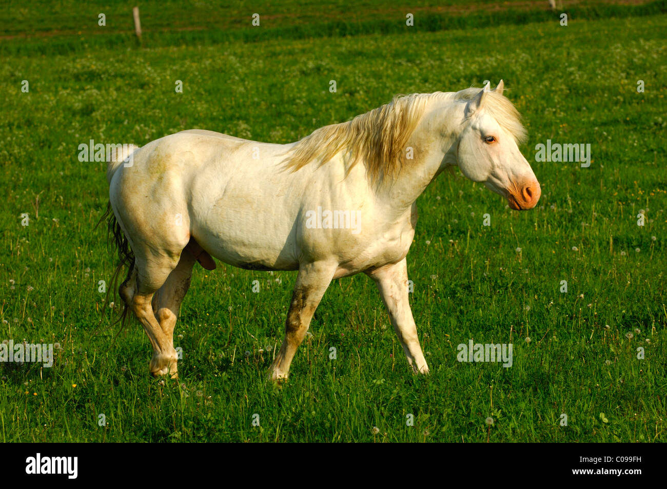 Hanoverian stallion, white stallion in a paddock Stock Photo - Alamy
