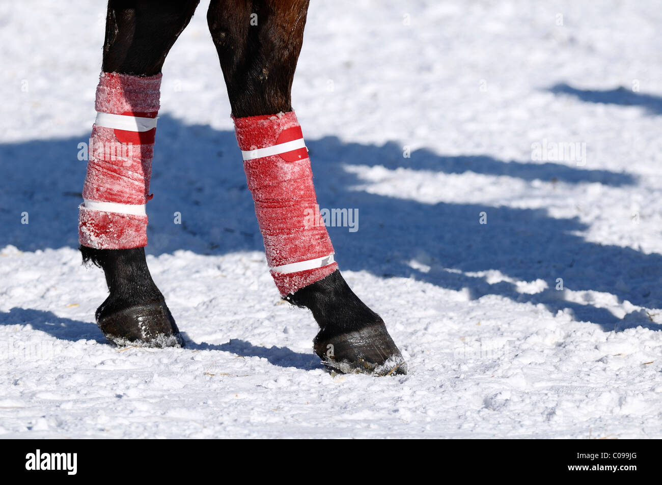 Arena horse hi-res stock photography and images - Alamy