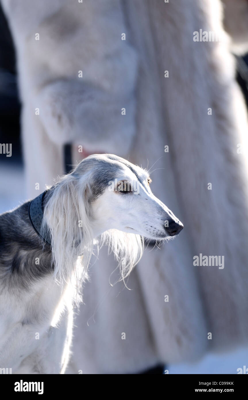 Woman with fur coat and greyhound, Snow Arena Polo World Cup 2010 polo ...