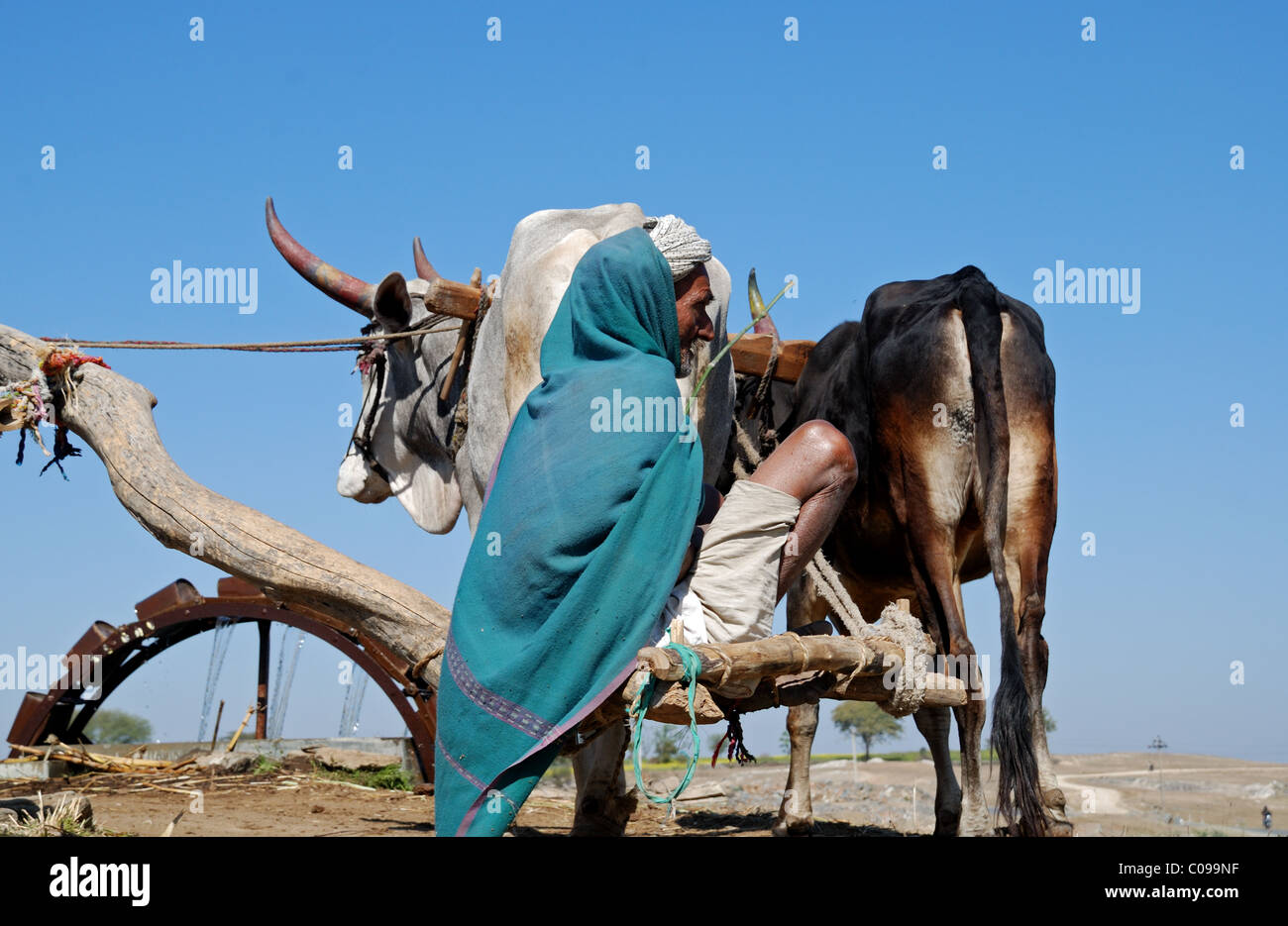 Old man going round on a cow pulled water mill. Udaipur, Rajasthan ...