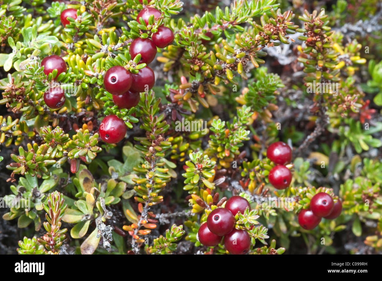 Diddle-dee (Empetrum rubrum) berries Torres del Paine National Park ...